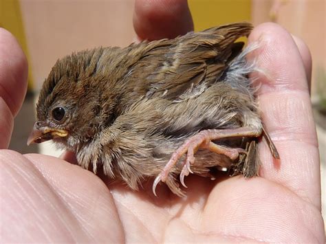 Cómo cuidar de una cría de gorrión 5 pasos Mascotas y Animales