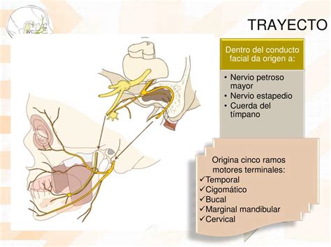 PPT PARÁLISIS FACIAL PERIFÉRICA Y CENTRAL PowerPoint Presentation