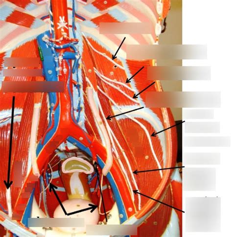 Anatomy Lab Quiz Slide Diagram Quizlet