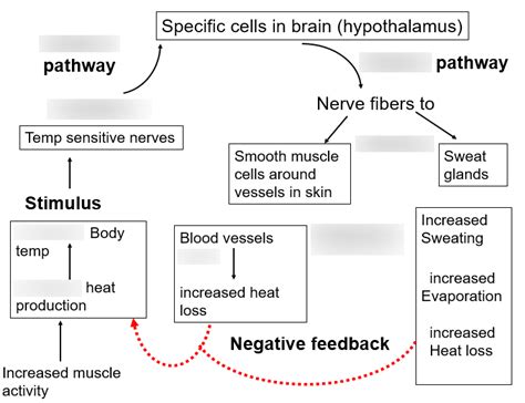 Negative Feedback Loop Hypothalamus Diagram Quizlet