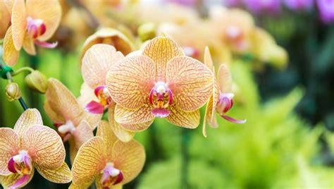 Como tirar muda de orquídea aprenda 3 técnicas