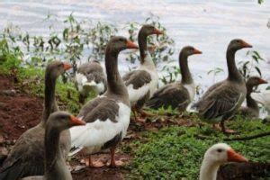 Ganso y pato cuidados adquisición alimentación y refugio