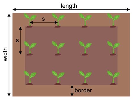 Broccoli Rabe Plant Spacing