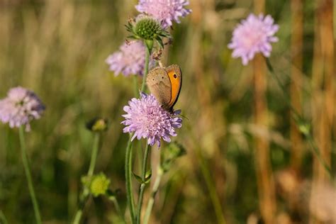Papillon Prairie Sur Le Terrain Photo Gratuite Sur Pixabay