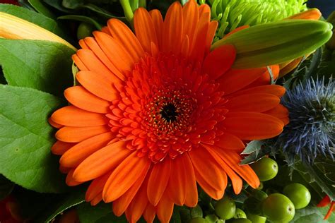 Gerbera Blumen Blumenstrauß Kostenloses Foto auf Pixabay