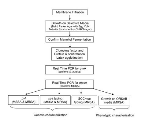 Process Flow Of Bacterial Isolation And Identification For S Aureus