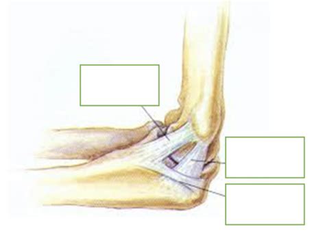 Ulnar Collateral Ligament Diagram Quizlet