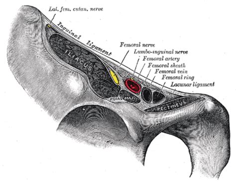 Femoral Nerve Block Landmarks