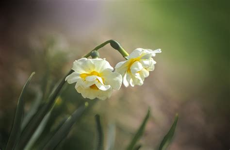 Fleur Fleurs Le Printemps Photo Gratuite Sur Pixabay Pixabay