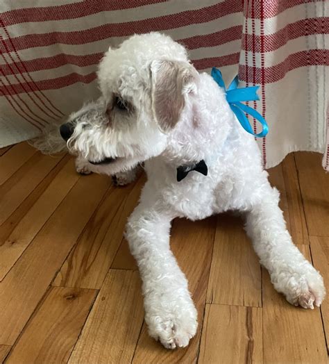 Bichon Frise Puppies For Sale Boise ID 457275