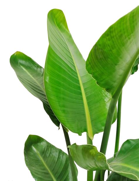 Strelitzia Nicolai Eenvoudig En Snel Online Bestellen Fleur Nl