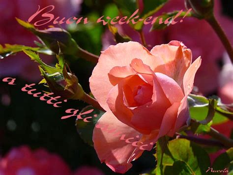 Che La Vita Continua BUON SABATO A TUTTI VOI AMICI IMMAGINI BELLISSIME