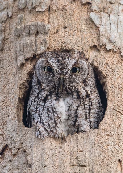 Eastern Screech Owl Peter Brannon