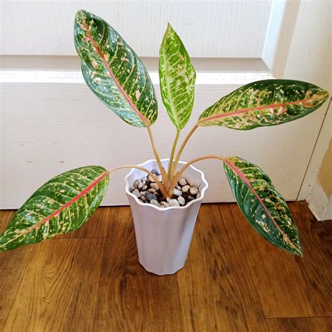 Inspirasi Top Jenis Aglaonema Dona Carmen Tanaman Hias
