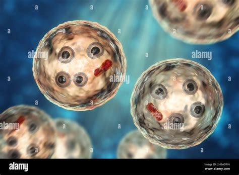 Cysts Of Entamoeba Histolytica Protozoan Hi Res Stock Photography And