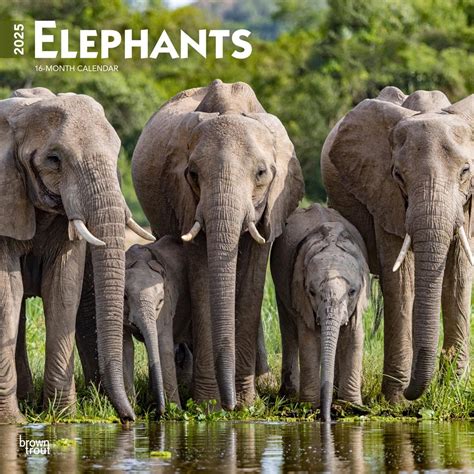 Elephants 2025 12 X 24 Inch Monthly Square Wall Calendar