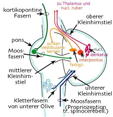 Physiologie Funktionen Des Kleinhirns Physiologie Anatomie Und