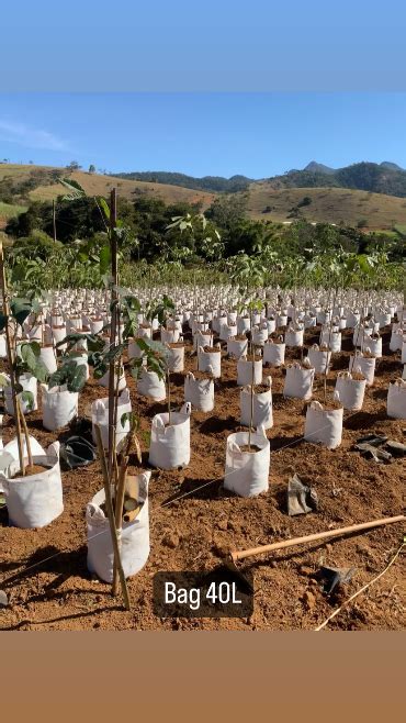 Big Bags Para Plantio De Mudas Saco Vaso Para Plantas Em 735652