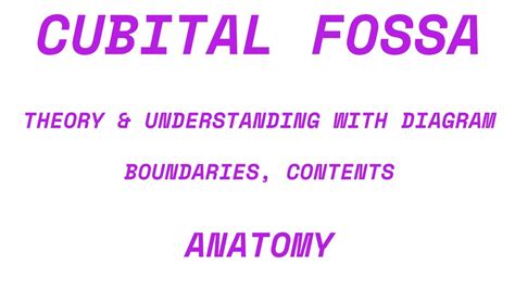 Cubital Fossa Theory With Diagram Boundary Contents Anatomy Youtube