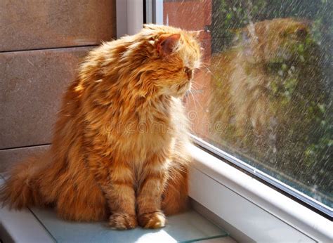 Cat Looking Out A Janela Na Chuva Foto De Stock Imagem De Gato