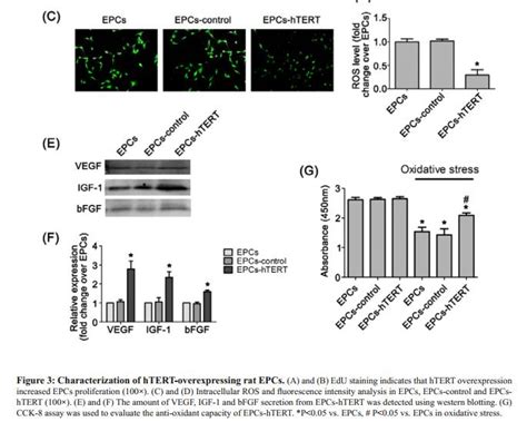 FGF2 Antibody Affinity Biosciences LTD 亲科生物官网