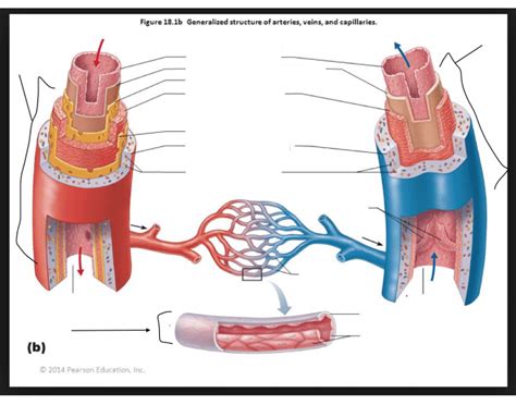 Generalized Structure Of Arteries Veins And Capillaries Diagram Quizlet