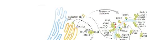 The ERK Signal Transduction Pathway R D Systems