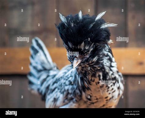 Chicken Of The Pavlovskaya Silver Chicken Breed Stock Photo Alamy