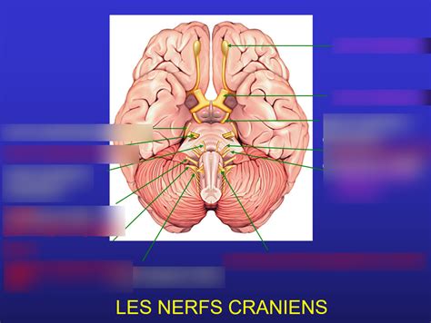 Diagramme De Nerfs Cr Niens Quizlet