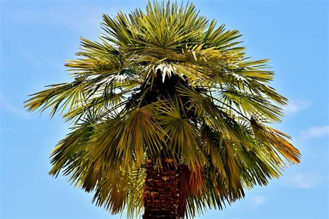 Drzewo Palmowe Lato Wakacje Darmowe zdjęcie na Pixabay Pixabay