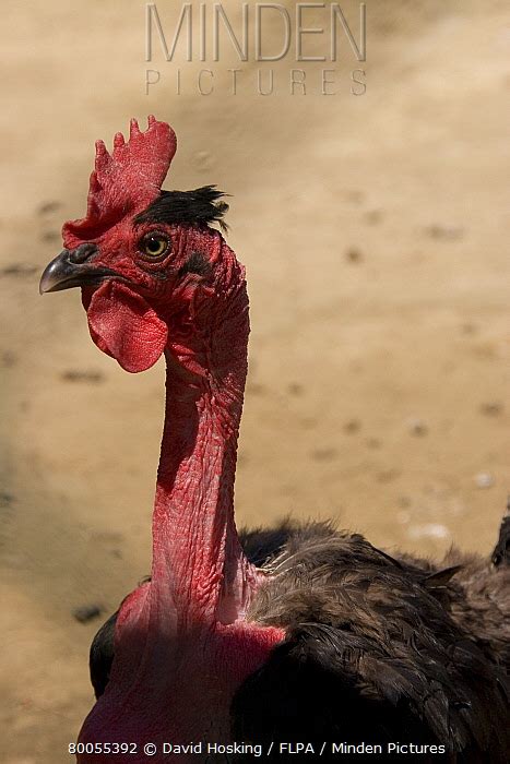 Transylvanian Naked Neck Chicken Stock Photo Minden Pictures