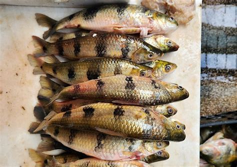 Aracu Comum Guia De Peixes Comercializados Em Monte Alegre