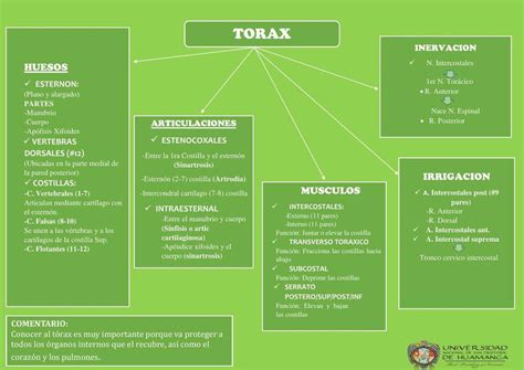 Mapa conceptual del tórax Karin Gutierrez Contreras uDocz