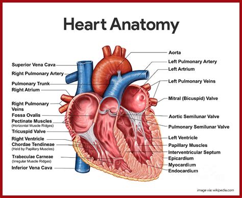 Cardiovascular System Anatomy And Physiology Study Guide For Nurses