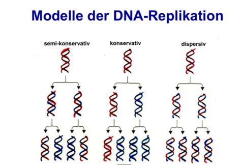 Dna Replikation Karteikarten Quizlet