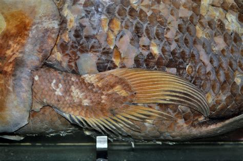 El Celacanto Un F Sil Viviente Ciencia Y Biolog A