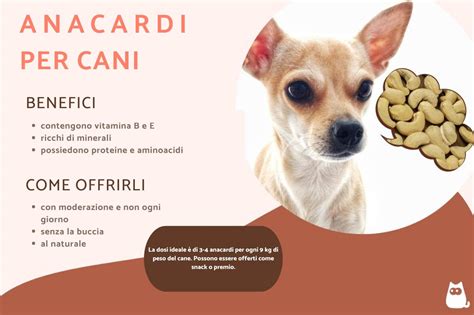 I Cani Possono Mangiare Anacardi Benefici Dosaggio E Controindicazioni