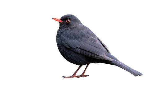 Schwarze beim Vögeln Telegraph