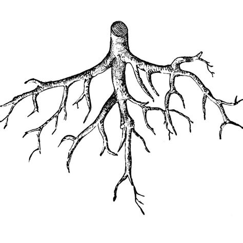 Simple Tree Roots Coloring Coloring Pages