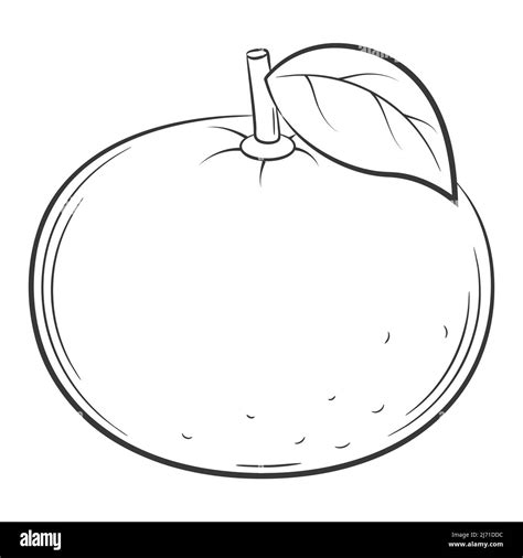 Mandarine Tangerine Fruit In A Linear Style Black And White Vector