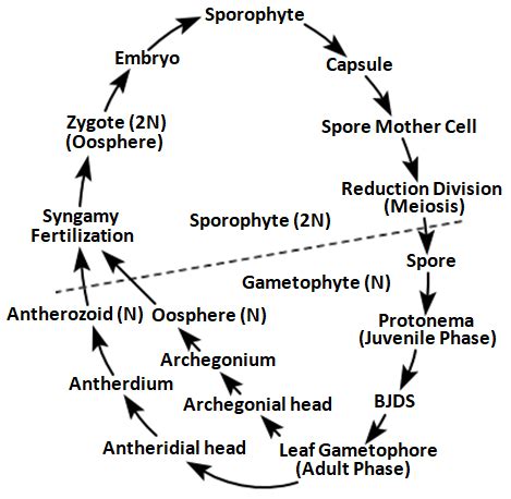 Female Sex Organs Of Gymnosperms Are Called 1 Archegonia2 Female