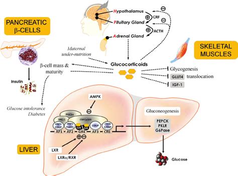 Glucocorticoids And Glucose Homeostasis Shown Here Are The Hpa Axis