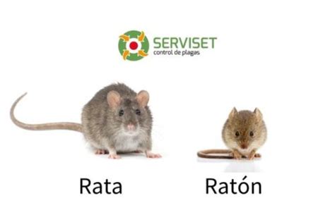Guía para distinguir entre rata y ratón ArmadilloChile cl