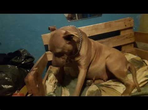 Cuanto Dura El Celo De Una Perra Pitbull Peregrino Avendano