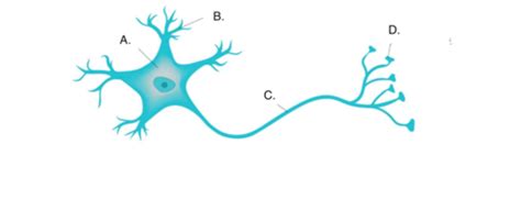Ap Lecture Nervous System Exam Flashcards Quizlet