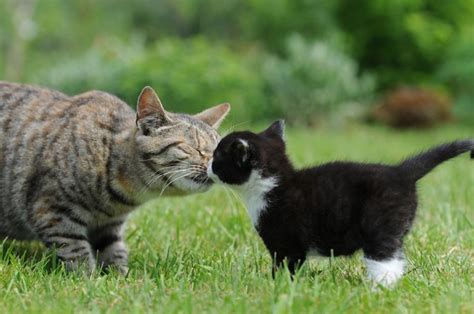 Why Do Cats Have Different Coloured Kittens Cat World