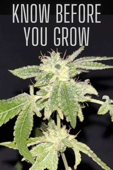 How To Germinate Cannabis Seeds A Guide For Beginners Artofit