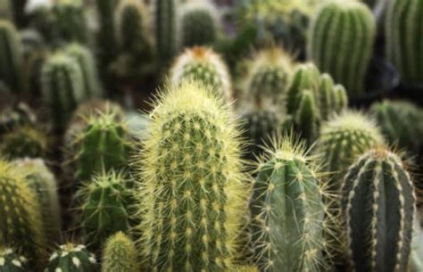 Cultivar cactus Cómo hacerlo Guía fácil Bellota Digital