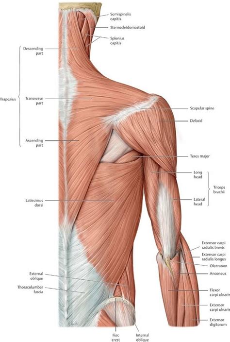 Upper Limb Anatomy Arm Anatomy Gross Anatomy Anatomy Study Anatomy