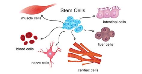 Examples Of Cell Differentiation In Biology